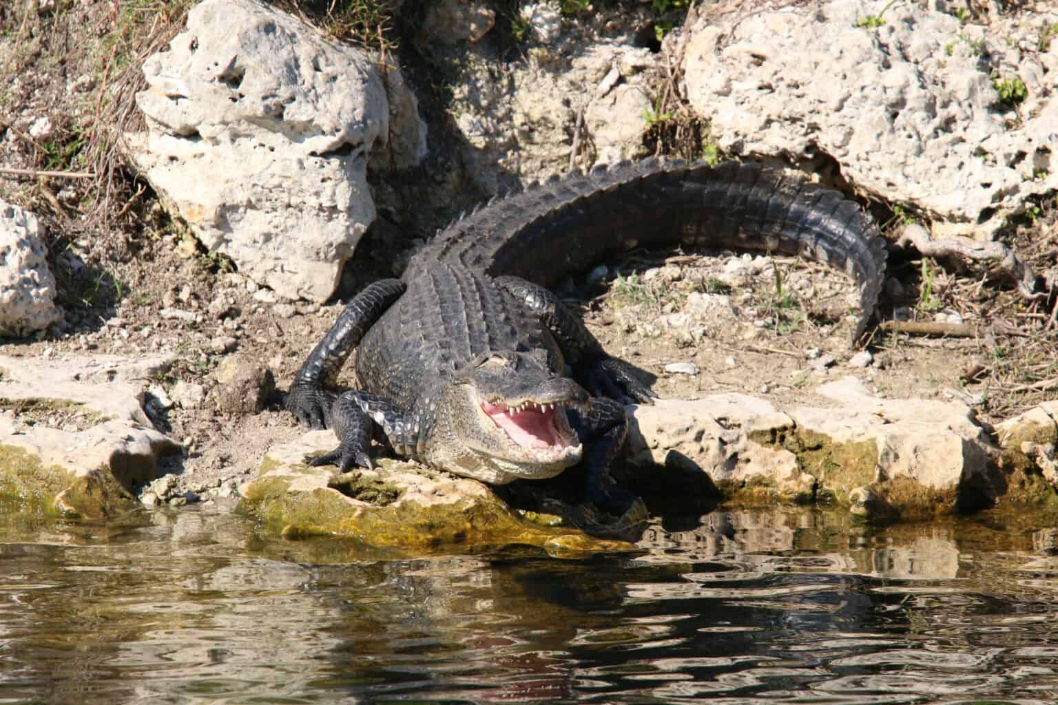 33 BEST Day Trips From Naples Florida You’ll LOVE For 2026 - Practical ...