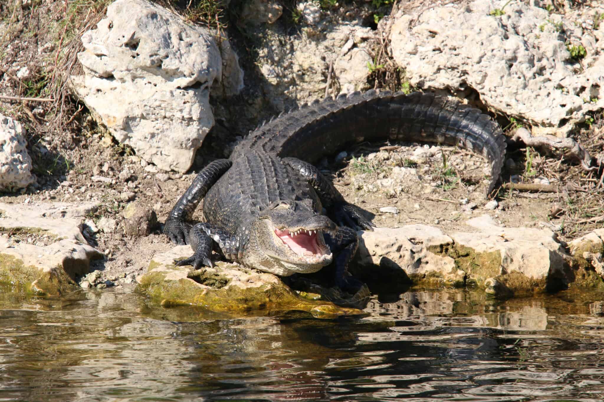 33 BEST Day Trips From Naples Florida You’ll LOVE For 2024 - Practical ...