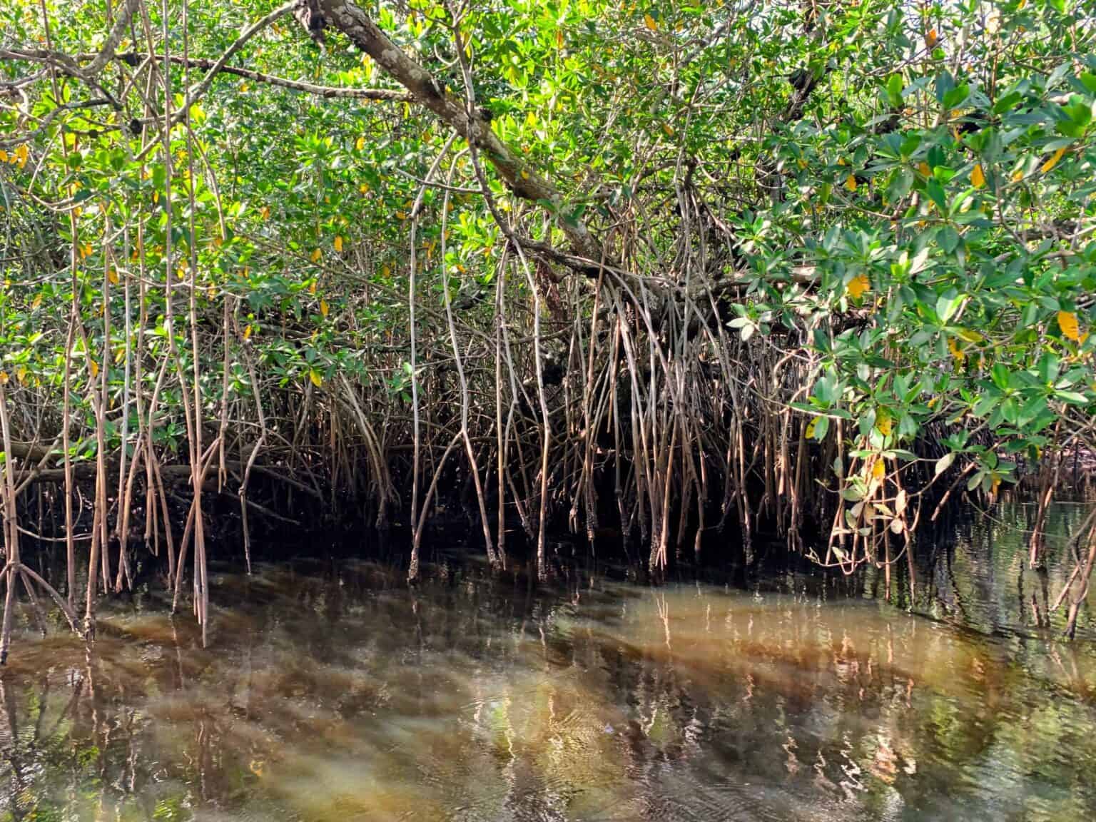 17 Fun Things to Do in Naples, Florida with Kids - Practical Travel ...